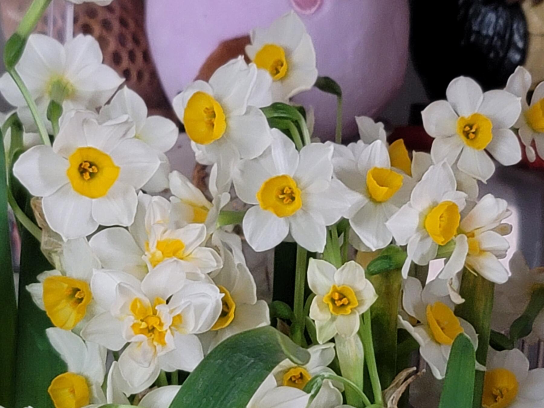 2025 - Chinese New Year Flowers at Home -- fotop.net photo sharing network