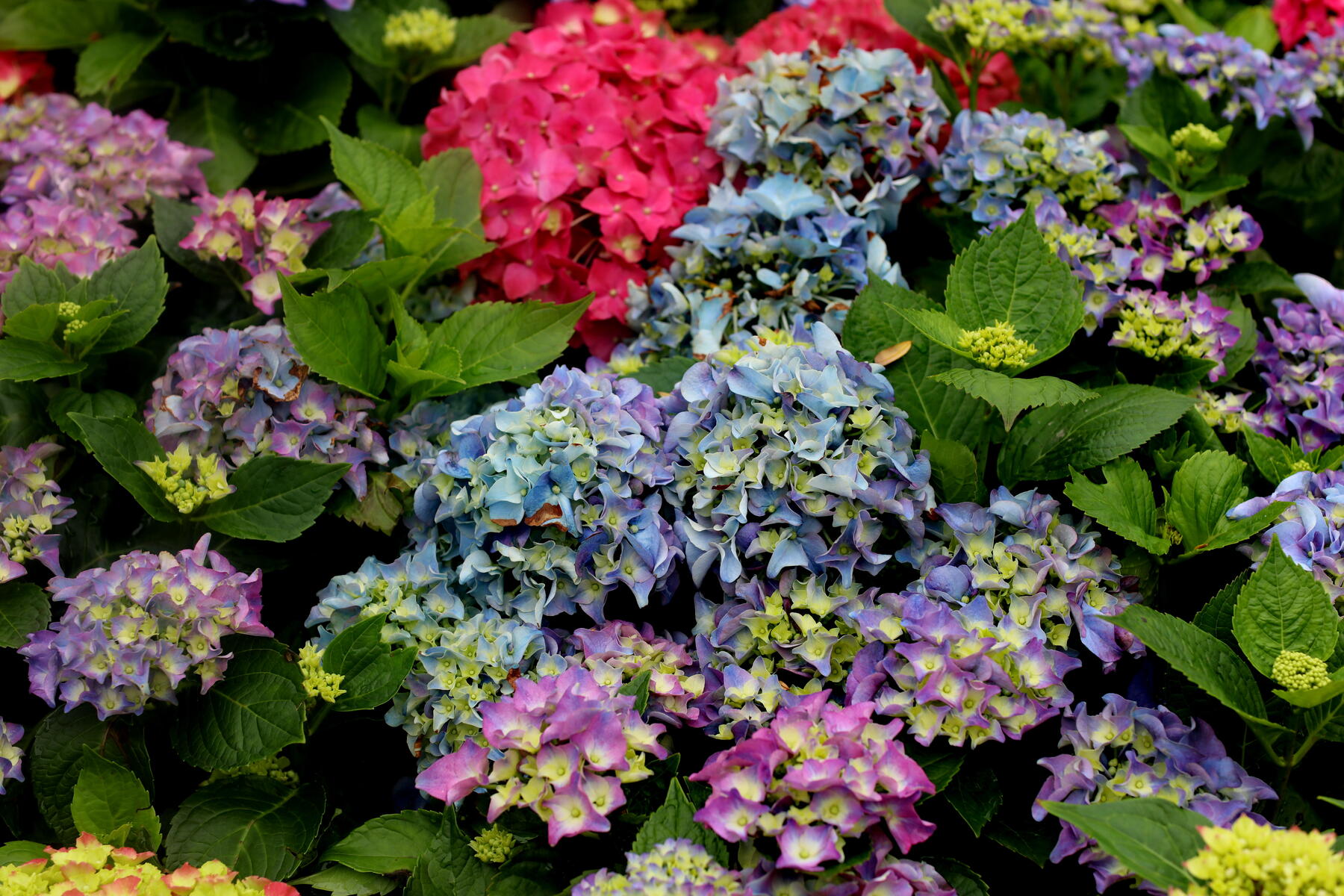 Hydrangea Marcophylla :: 9 -- fotop.net photo sharing network