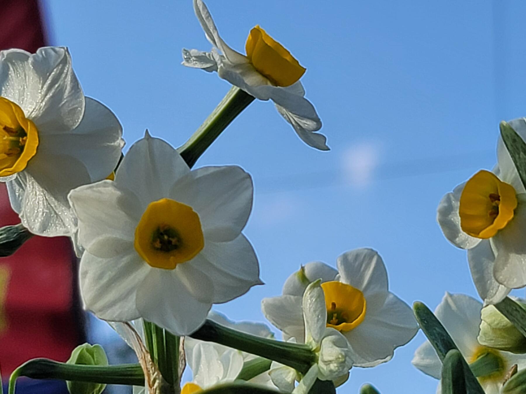 The Flowers :: 34 -- fotop.net photo sharing network