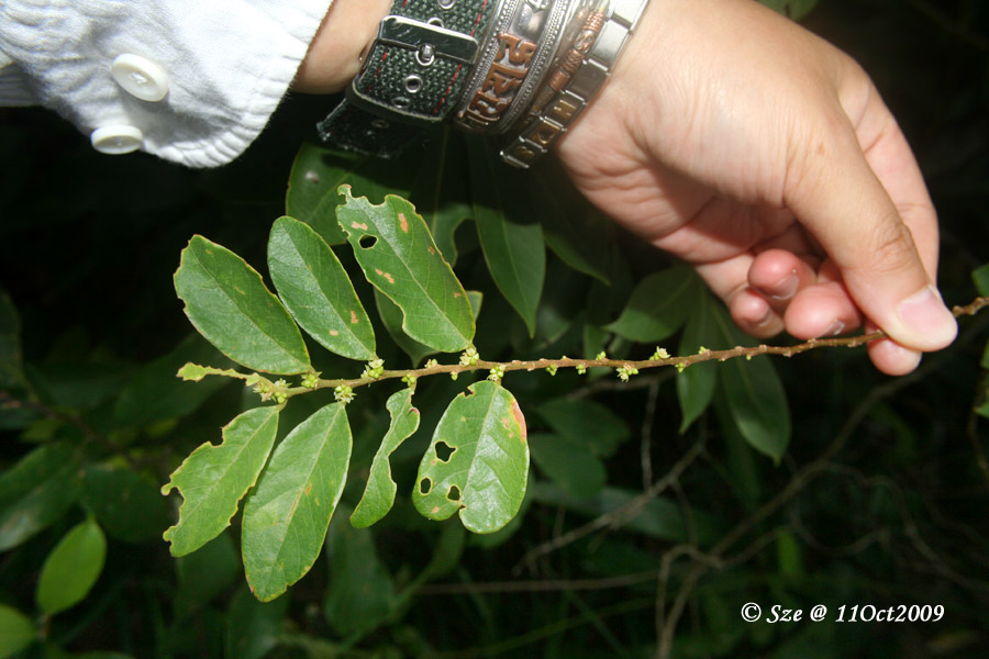土蜜樹，逼迫仔 Pop-gun Seed -- fotop.net photo sharing network