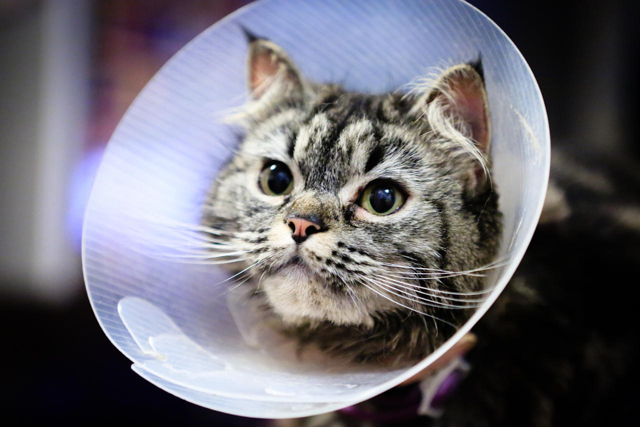 Cats gallery 3 :: 7 -- fotop.net photo sharing network