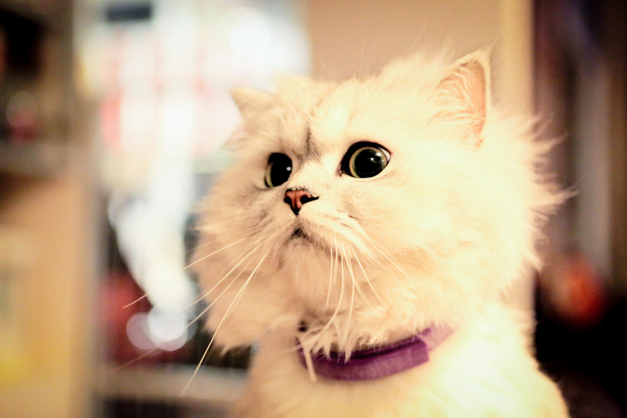 Cats gallery 3 -- fotop.net photo sharing network