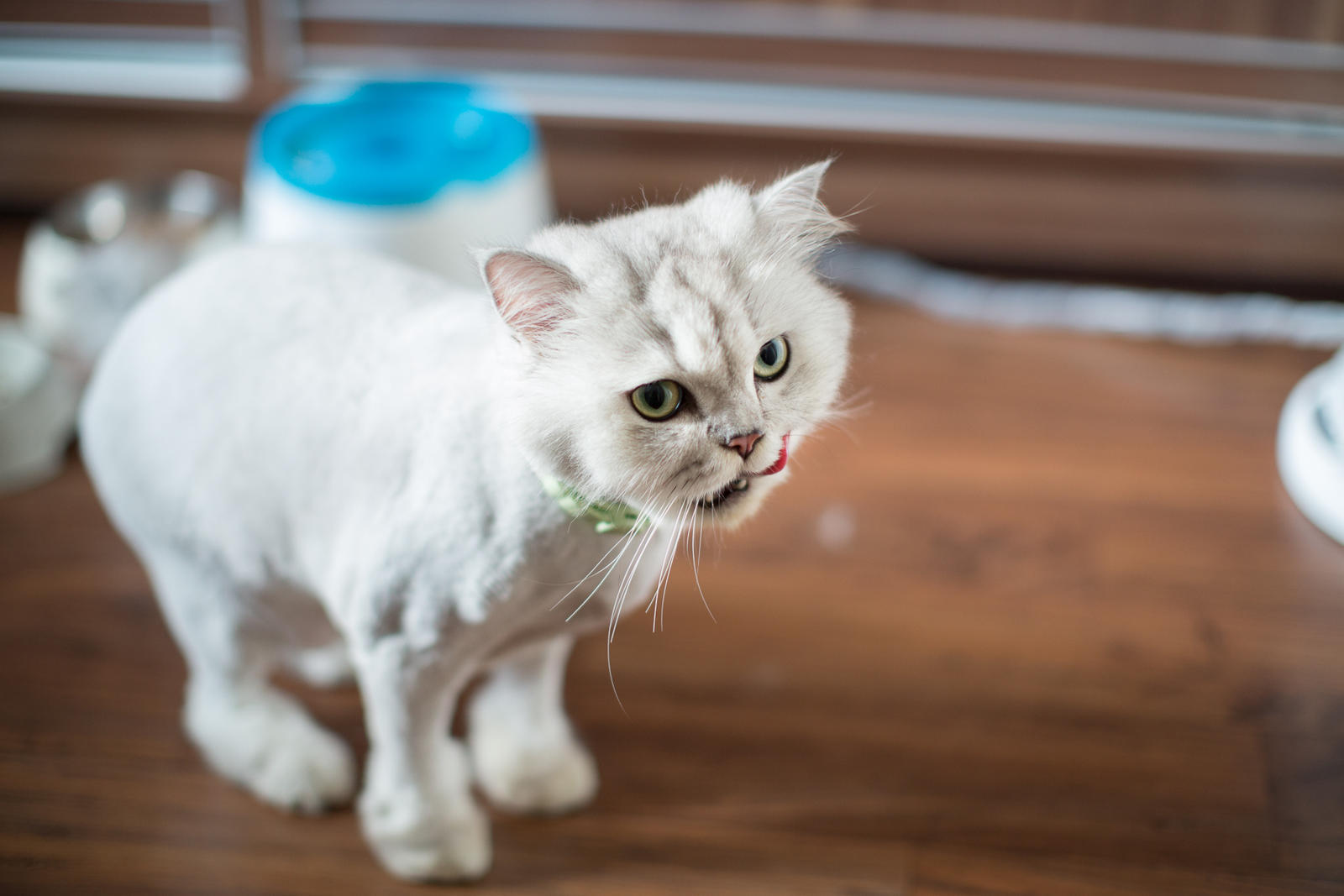 Cats gallery 9 -- fotop.net photo sharing network