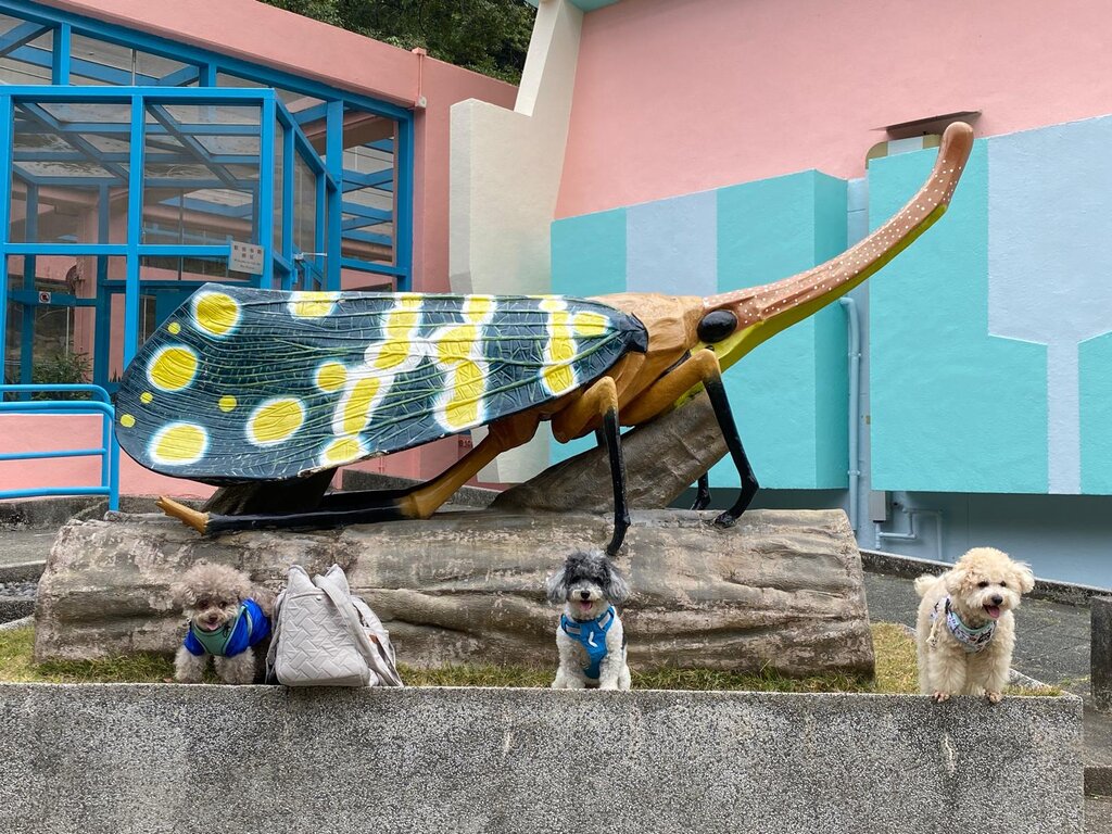 狗狗Boxing Day西貢小聚, 獅子會野餐 26/12/2024 -- fotop.net photo sharing network