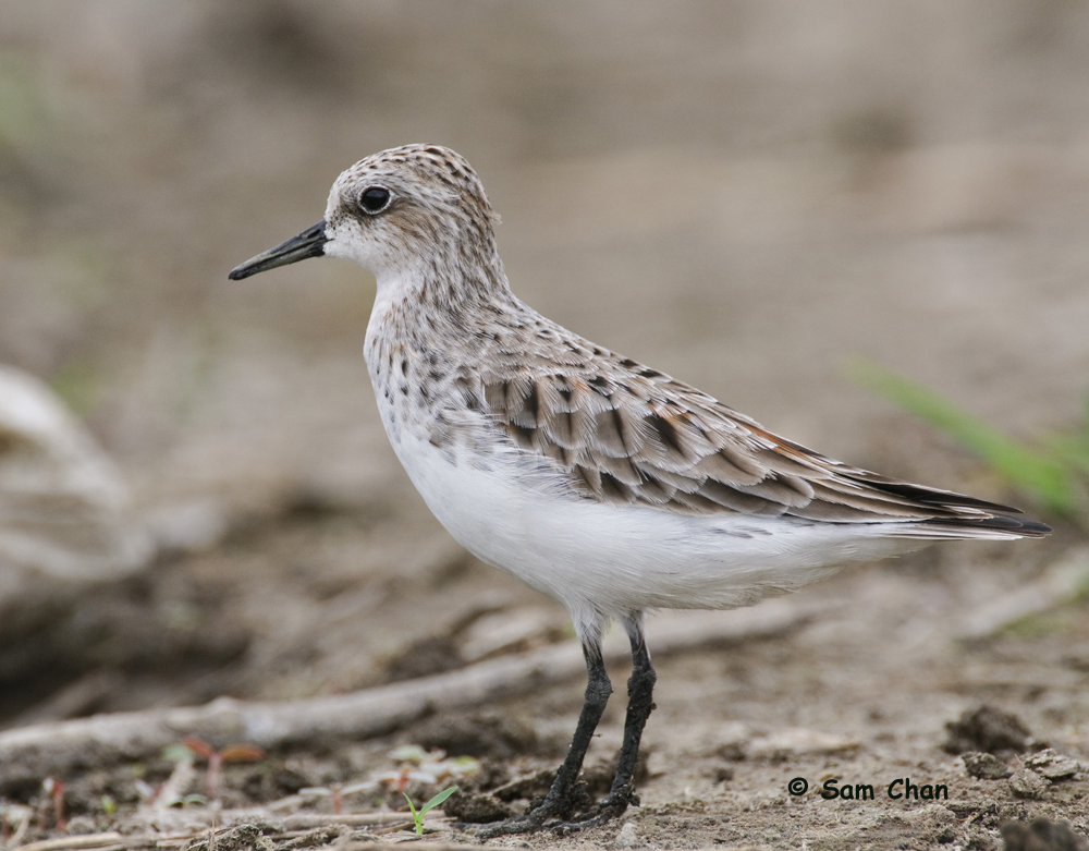 Red-necked Stint 紅頸濱鷸 - Shorebirds 涉禽 - HKBWS Forum 香港觀鳥會討論區 - Powered ...