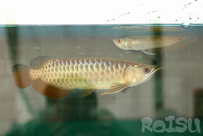 Red Tail Gold ! RTG ! POST IT thread ! | MonsterFishKeepers.com