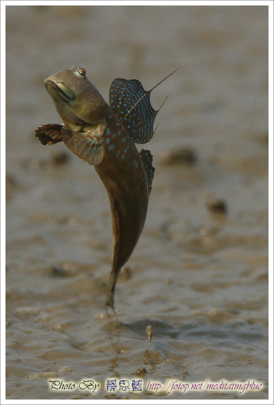 Mudskipper Jumping