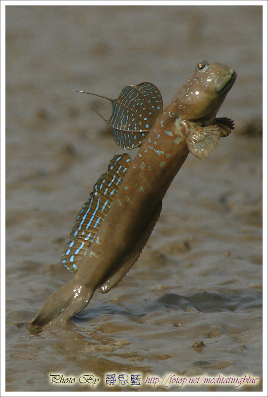 Mudskipper Jumping